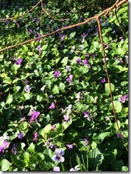 Finding Spring | Tananda.com